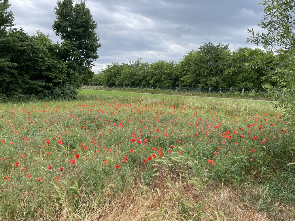 Unsere Blühwiesen stehen in voller Blüte!: Gemeinde Trebur